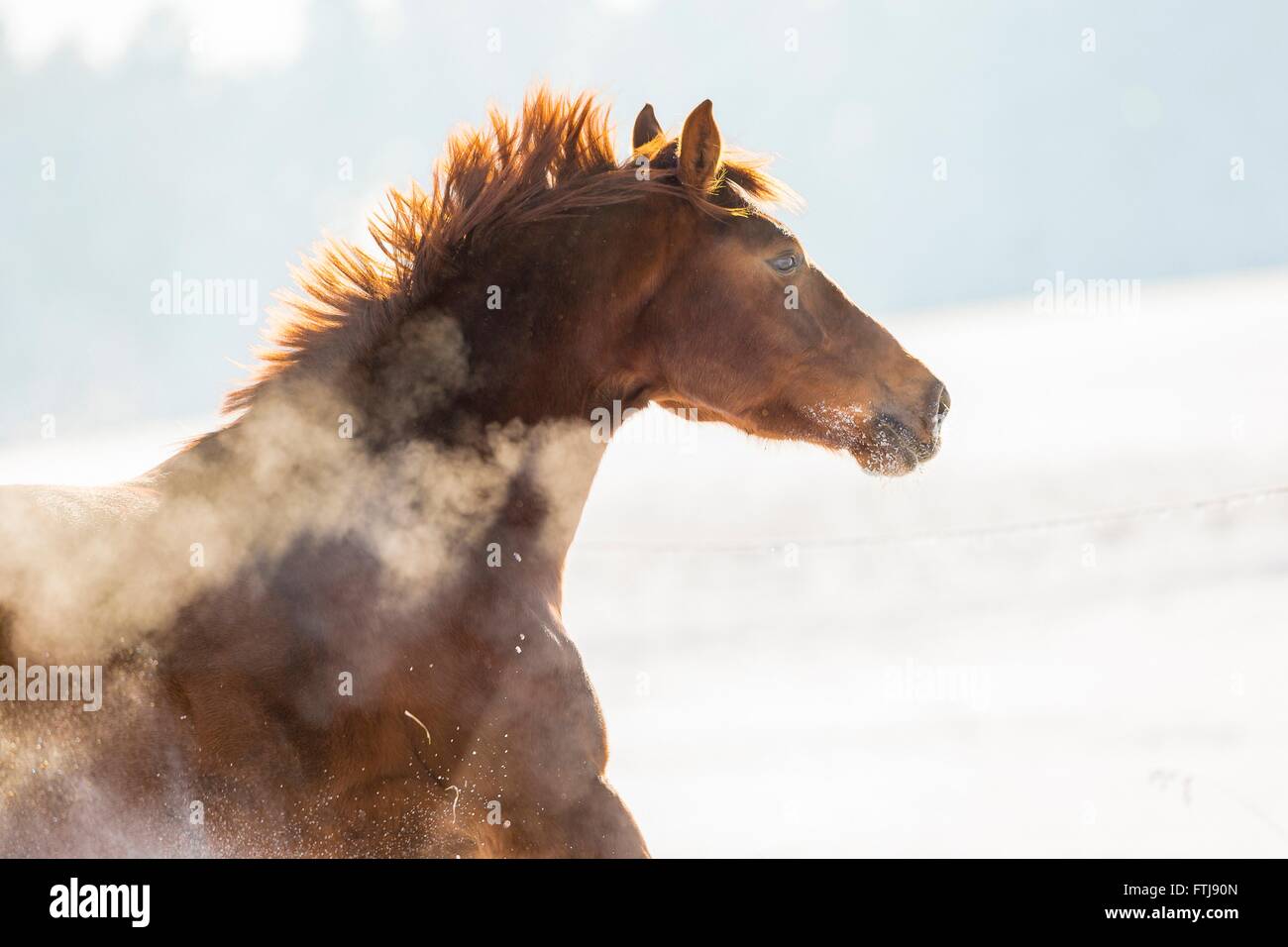 Hanoverian Horse. Chestnut gelding galloping on a snowy pasture ...