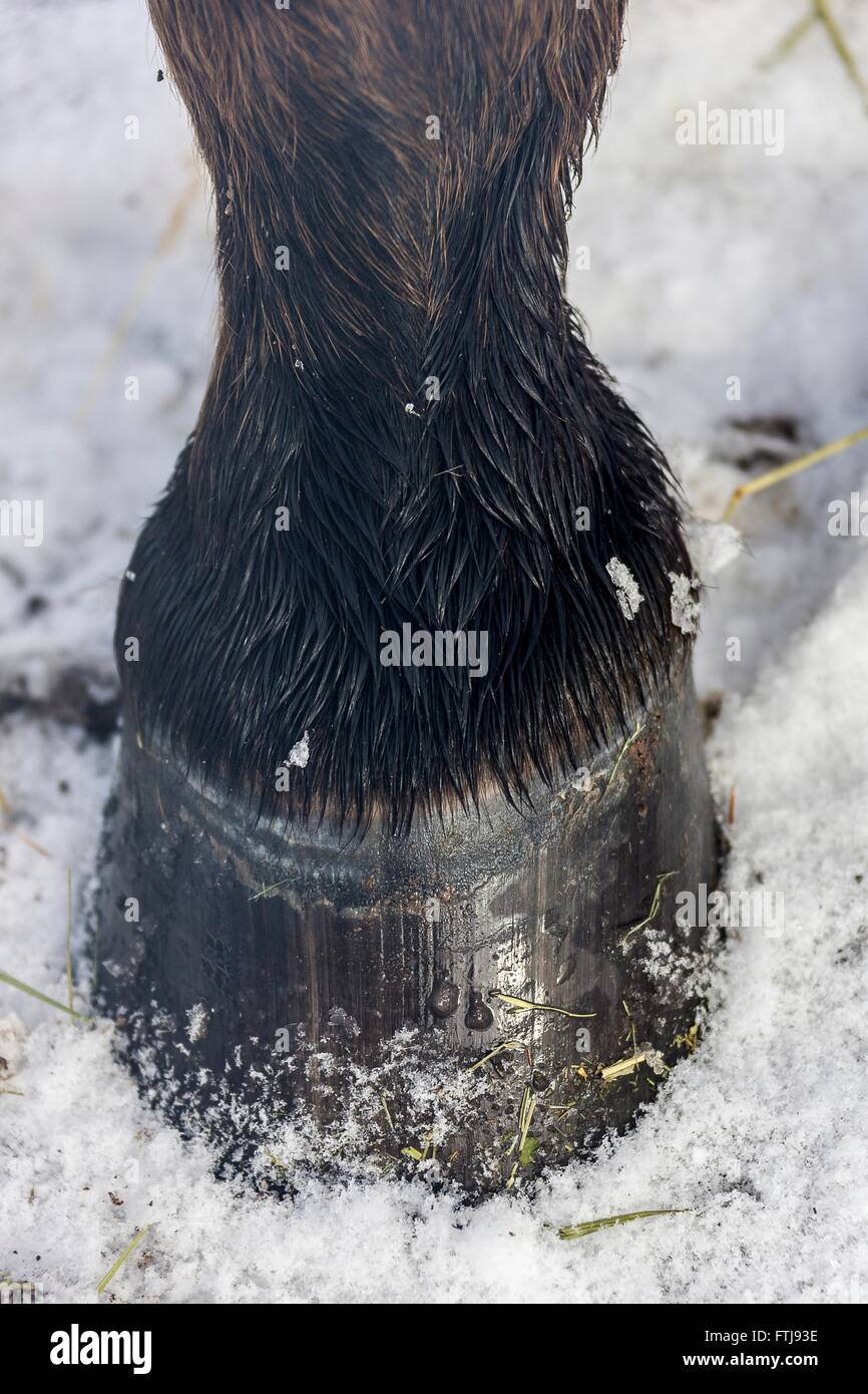 Domestic Horse. Hoof standing on snow. Germany Stock Photo - Alamy
