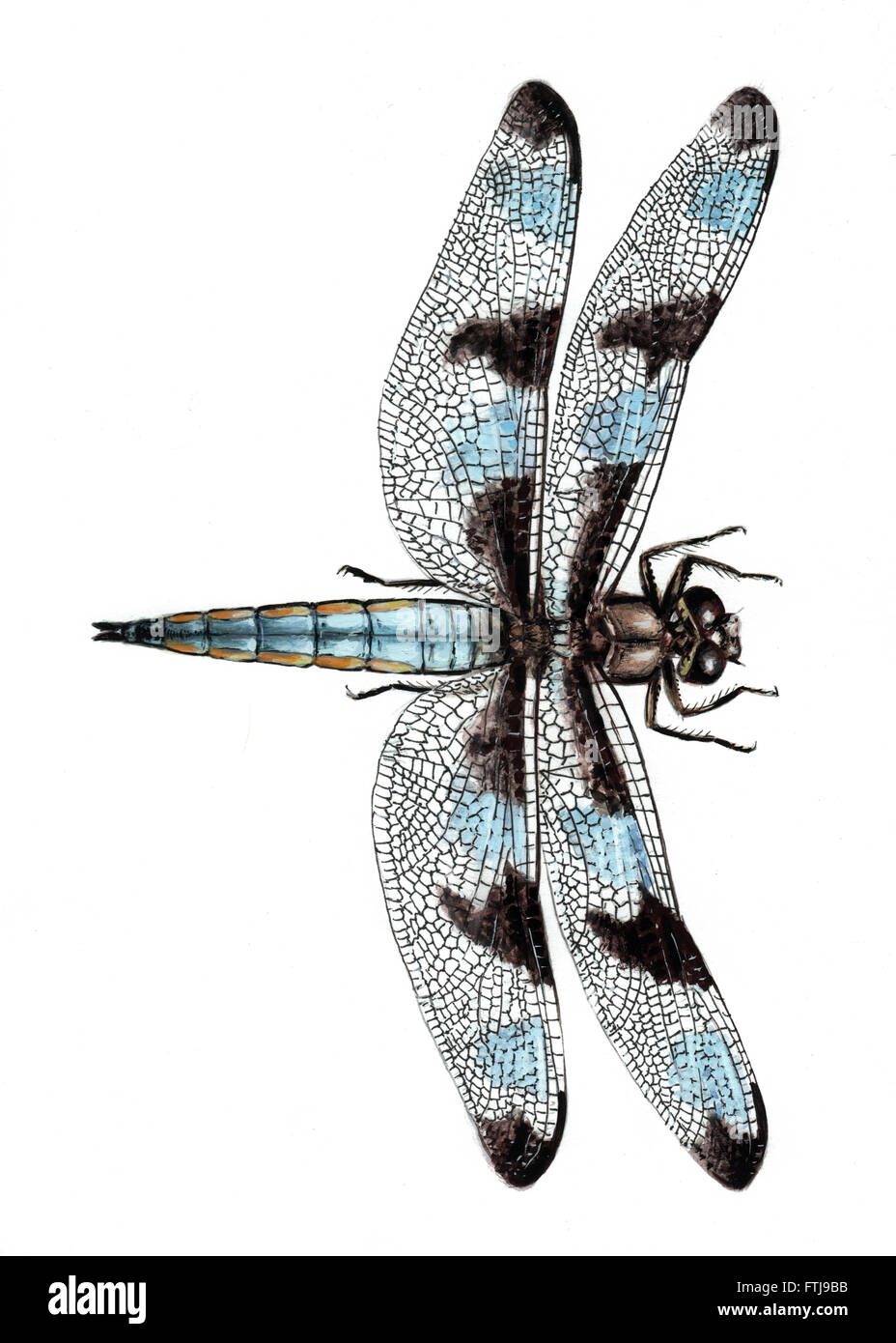 Dragonfly illustration hi-res stock photography and images - Alamy