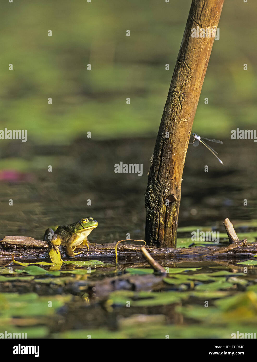 Beaver pond frogs hi-res stock photography and images - Alamy