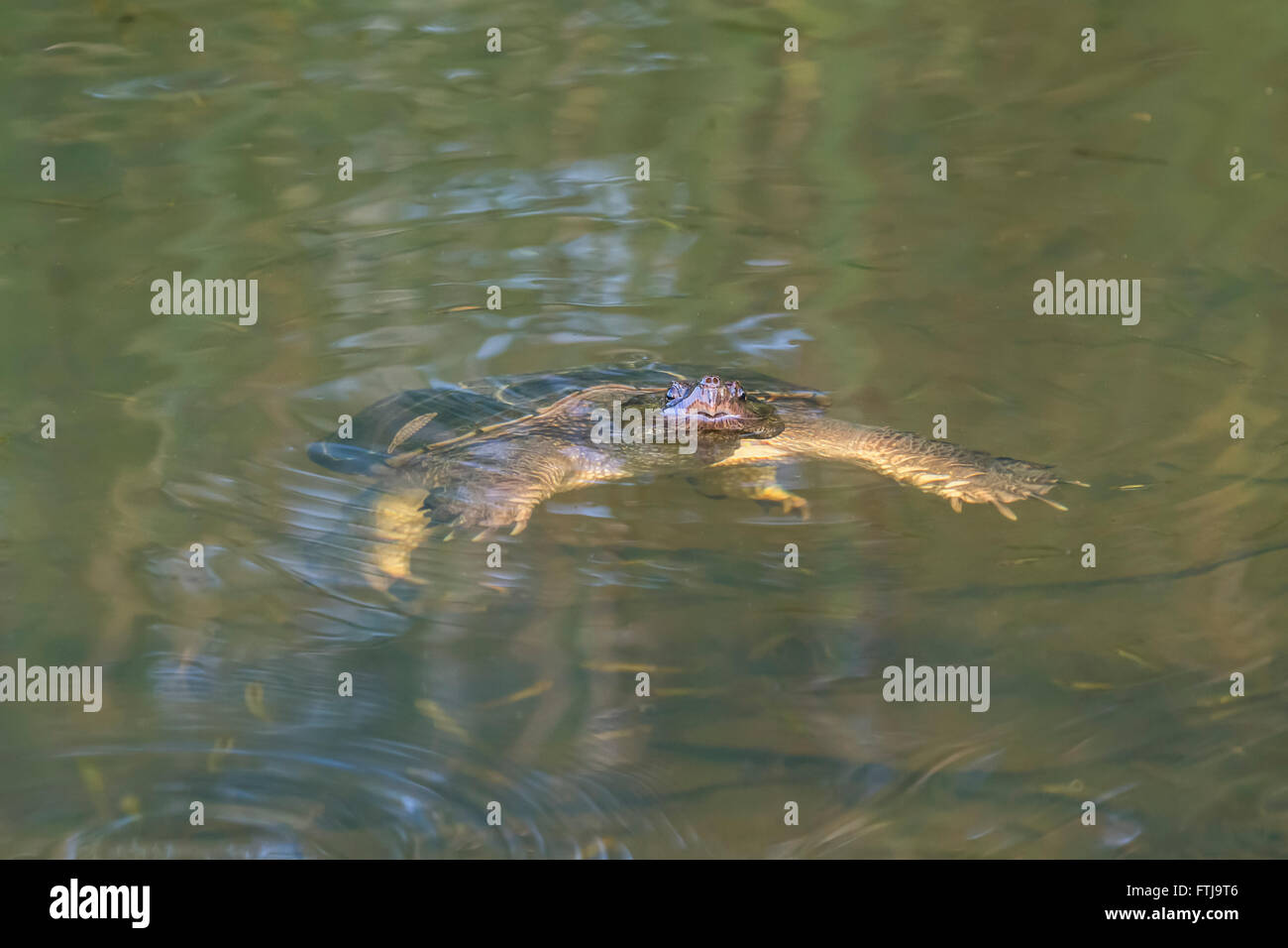 Common Snapping Turtle (Chelydra serpentina). Acadia National Park ...