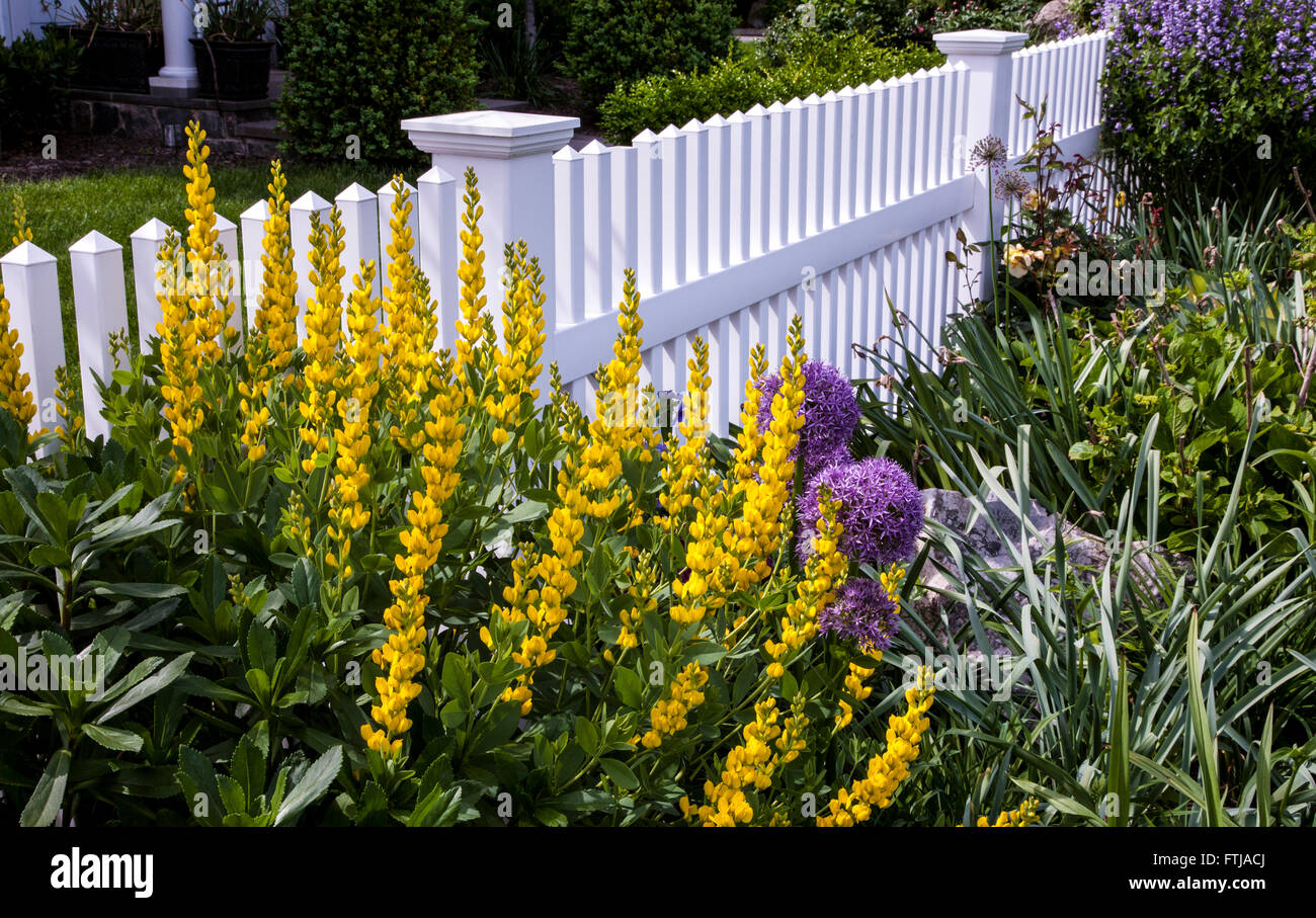 Close up front row garden perennial border of yellow Carolina Lupine ...