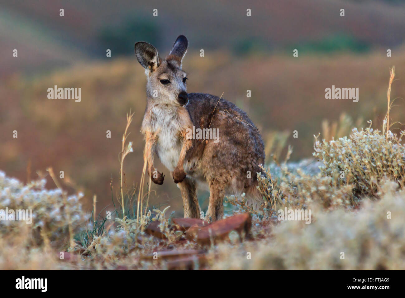 wild life animal kangaroo standing surrounded by natural habitat ...