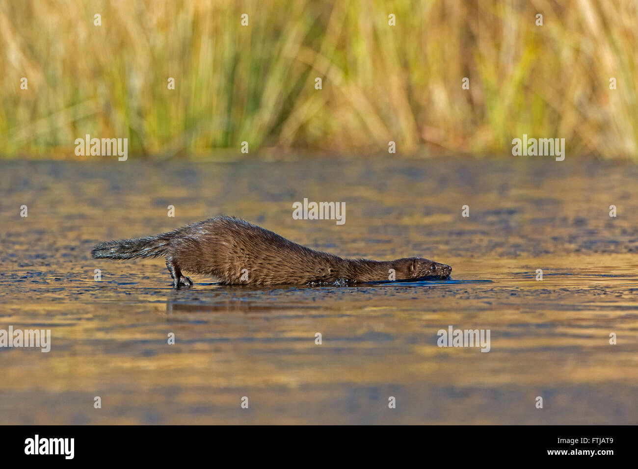 American Mink (Neovison vison) on thin ice. Acadia National Park, Maine ...