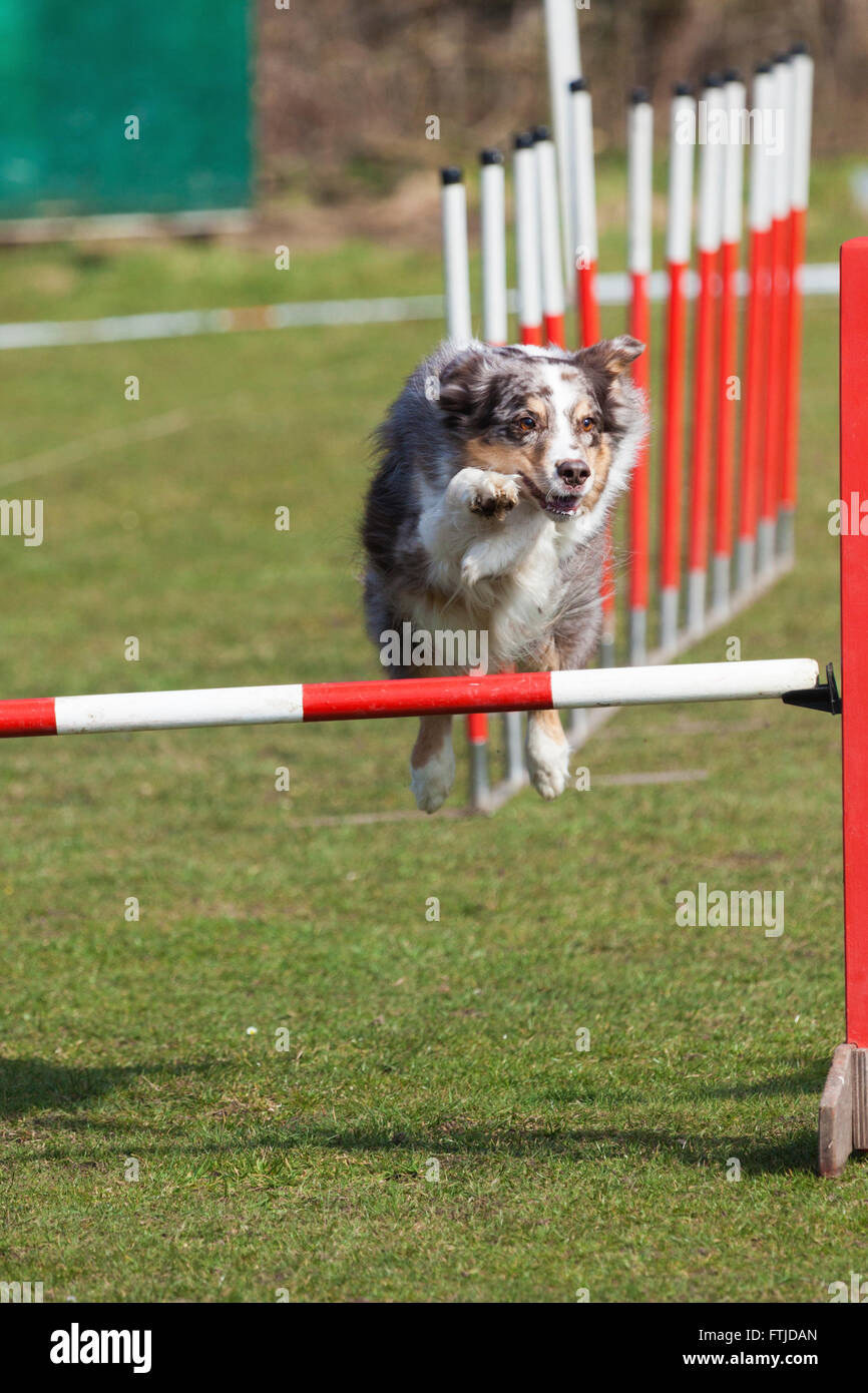 Australian shepherd dog jumping across hurdle of agility course caught ...