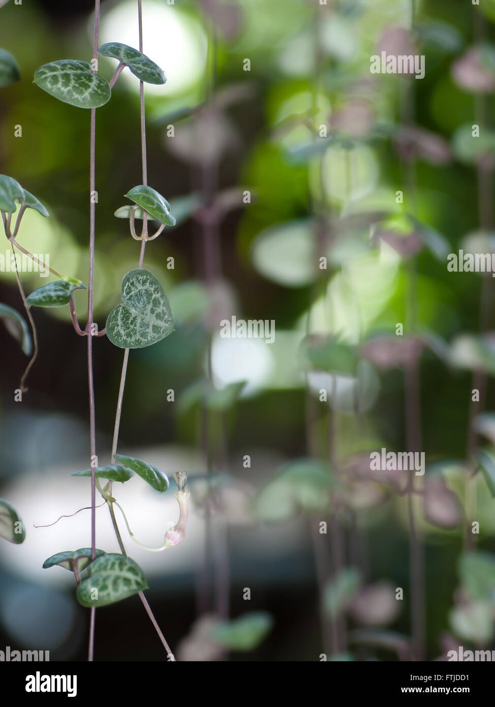 String of hearts with flower may use for valentine's day or love theme ...