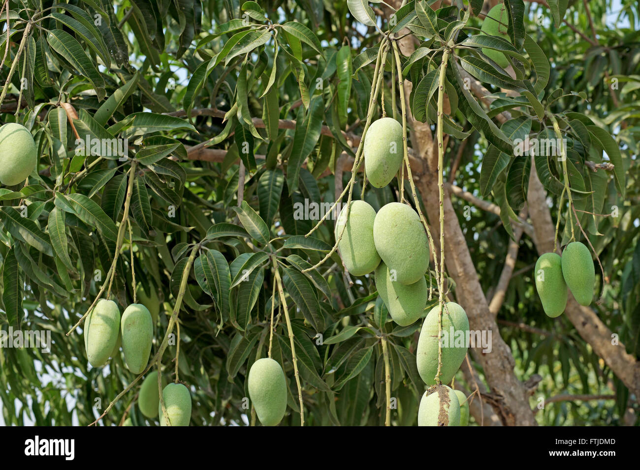 young mango on mango tree Stock Photo - Alamy