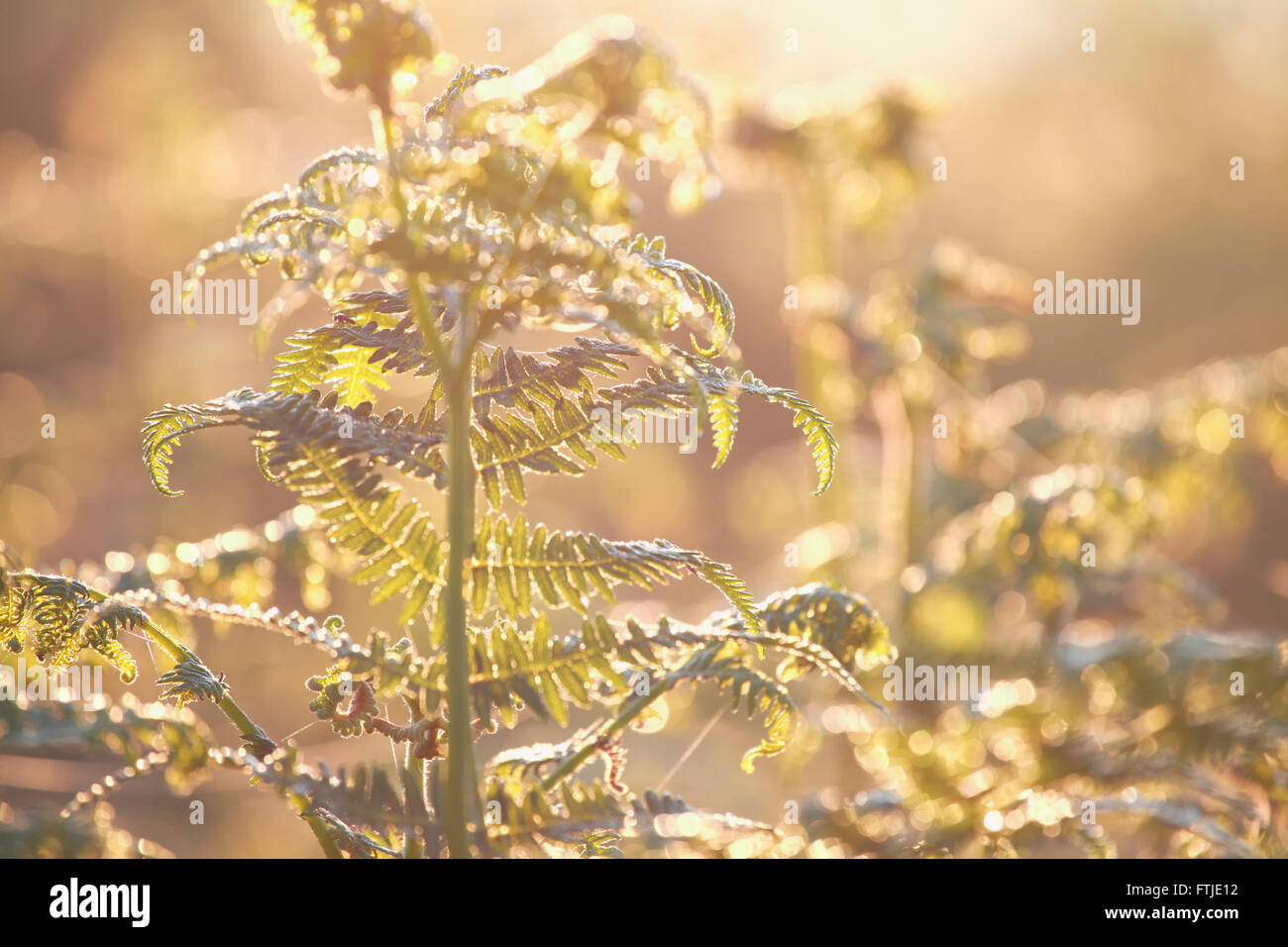 Sunshine fern leaf hi-res stock photography and images - Alamy