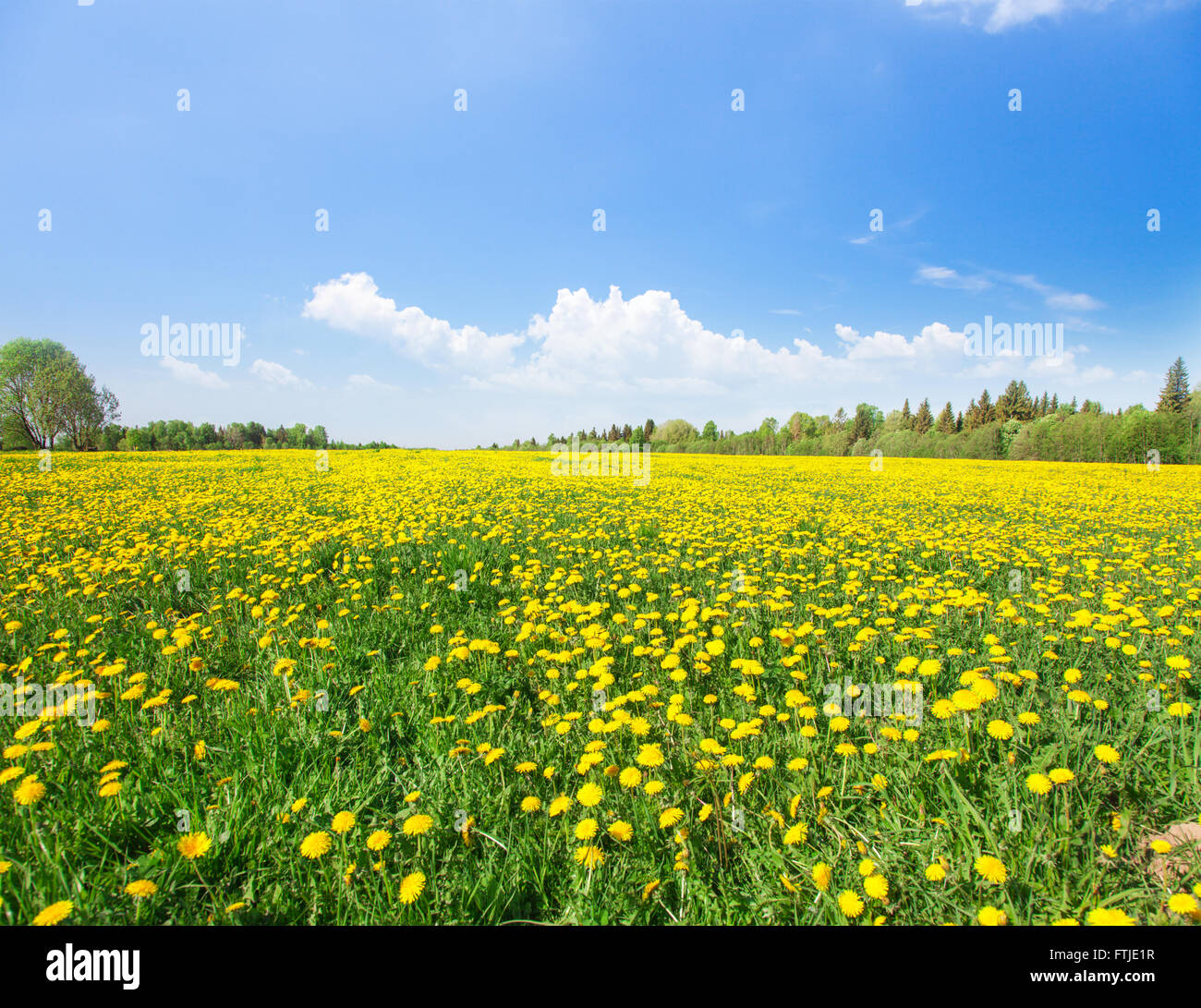 Yellow flowers field under blue sky Stock Photo - Alamy