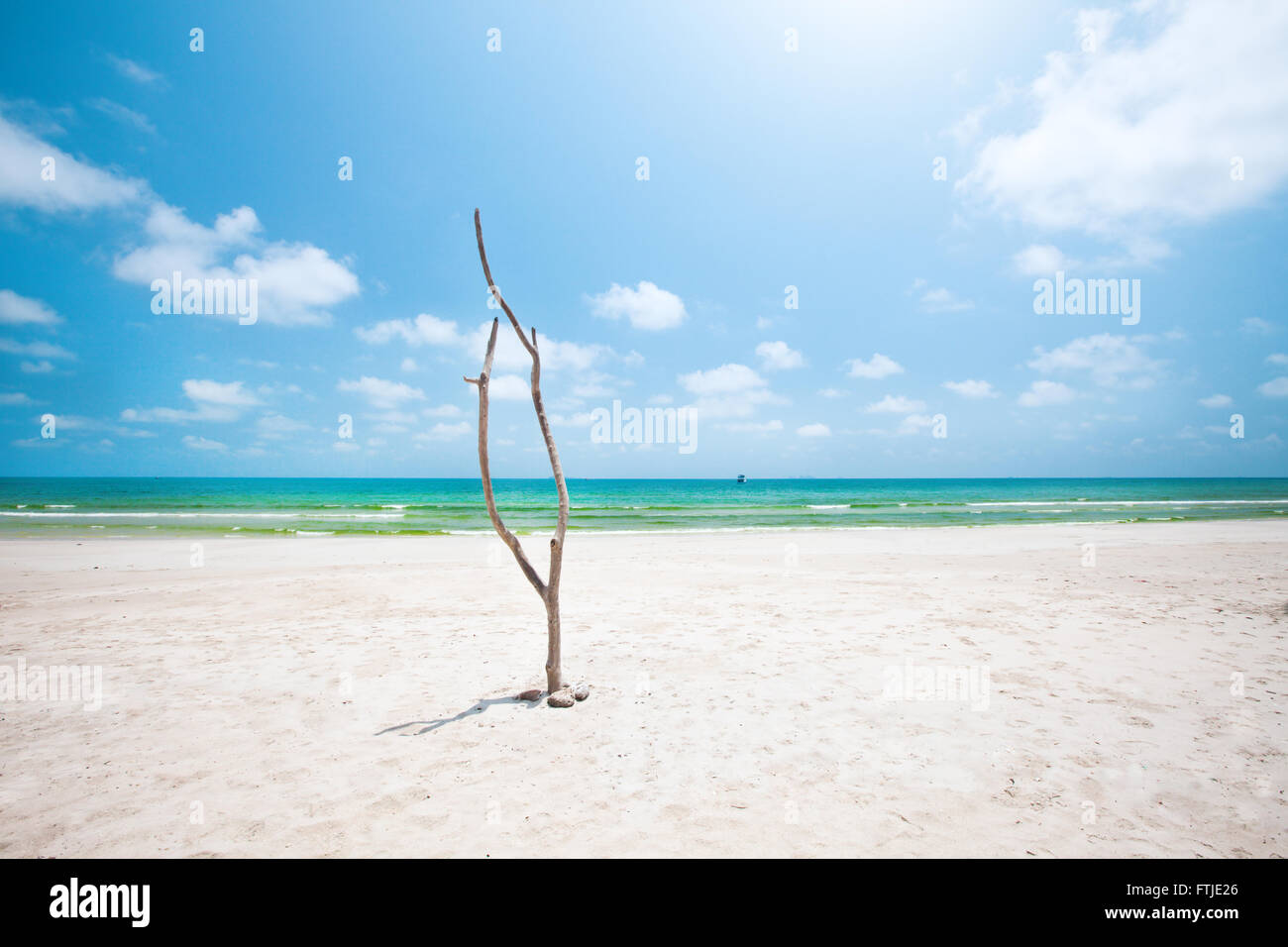 Dead tree on beautiful beach Stock Photo - Alamy