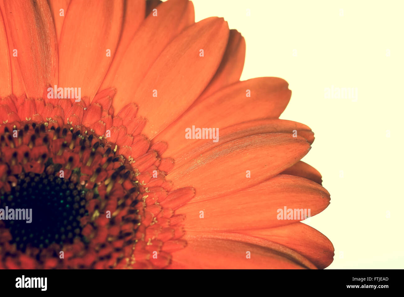 Vintage style daisy flower Stock Photo - Alamy