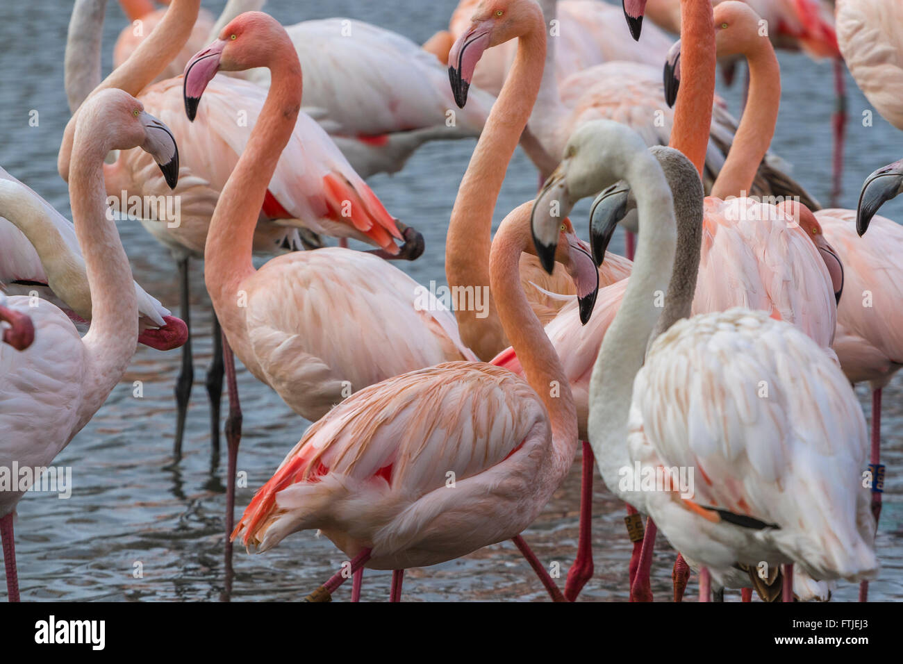 Greater Flamingo at Slimbridge Stock Photo - Alamy