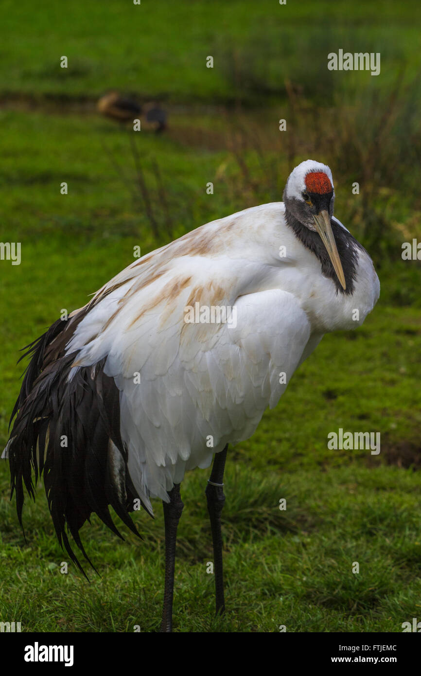 Red Crowned Crane at Slimbridge Stock Photo - Alamy
