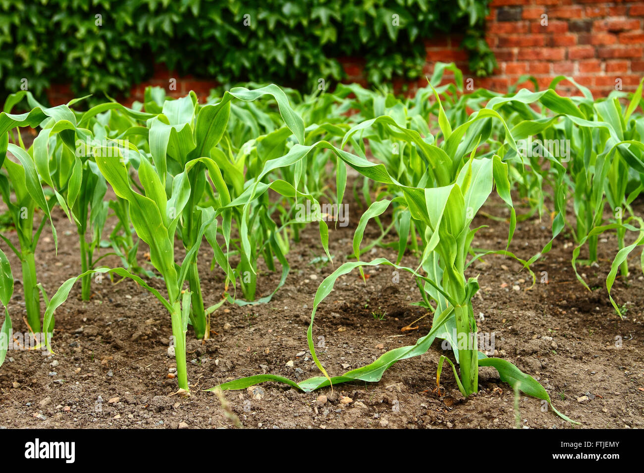 Sweetcorn growing hi-res stock photography and images - Alamy