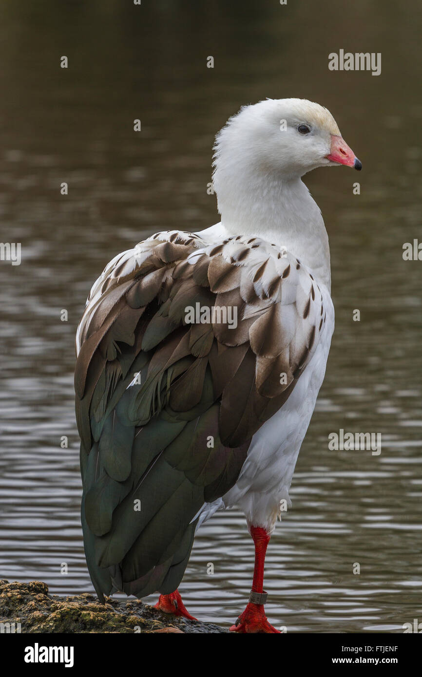 Andean Goose at Slimbridge Stock Photo - Alamy