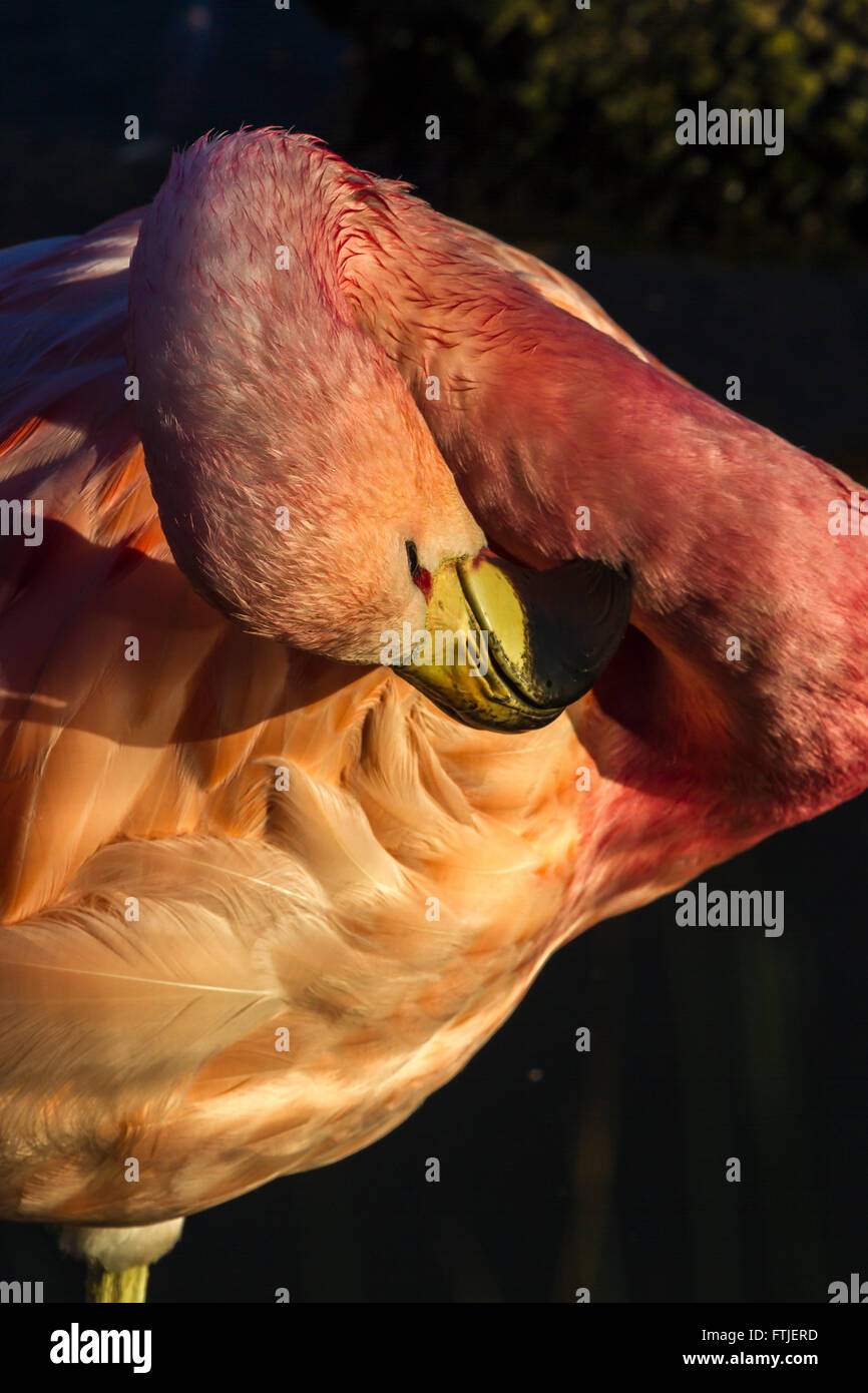 James's Flamingo at Slimbridge Stock Photo - Alamy