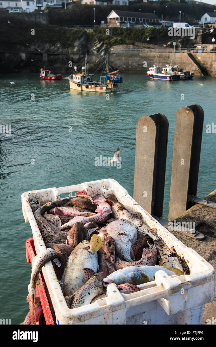 A haul of fish landed on the quayside in Newquay Harbour, Cornwall ...