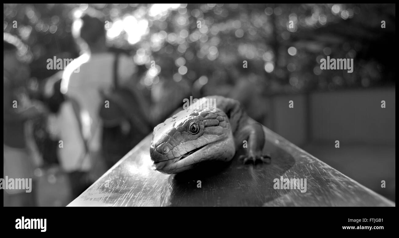 Front face of lizard hi-res stock photography and images - Alamy