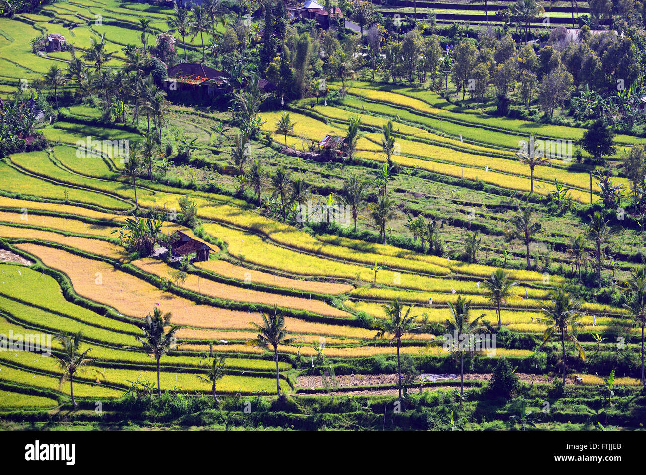 Reisfelder hi-res stock photography and images - Alamy