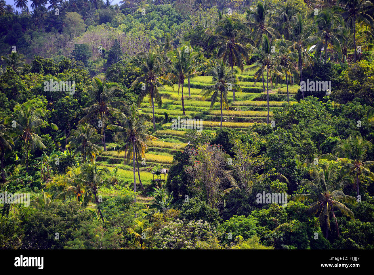 Reisfelder und reisterassen in zentralbali hi-res stock photography and ...