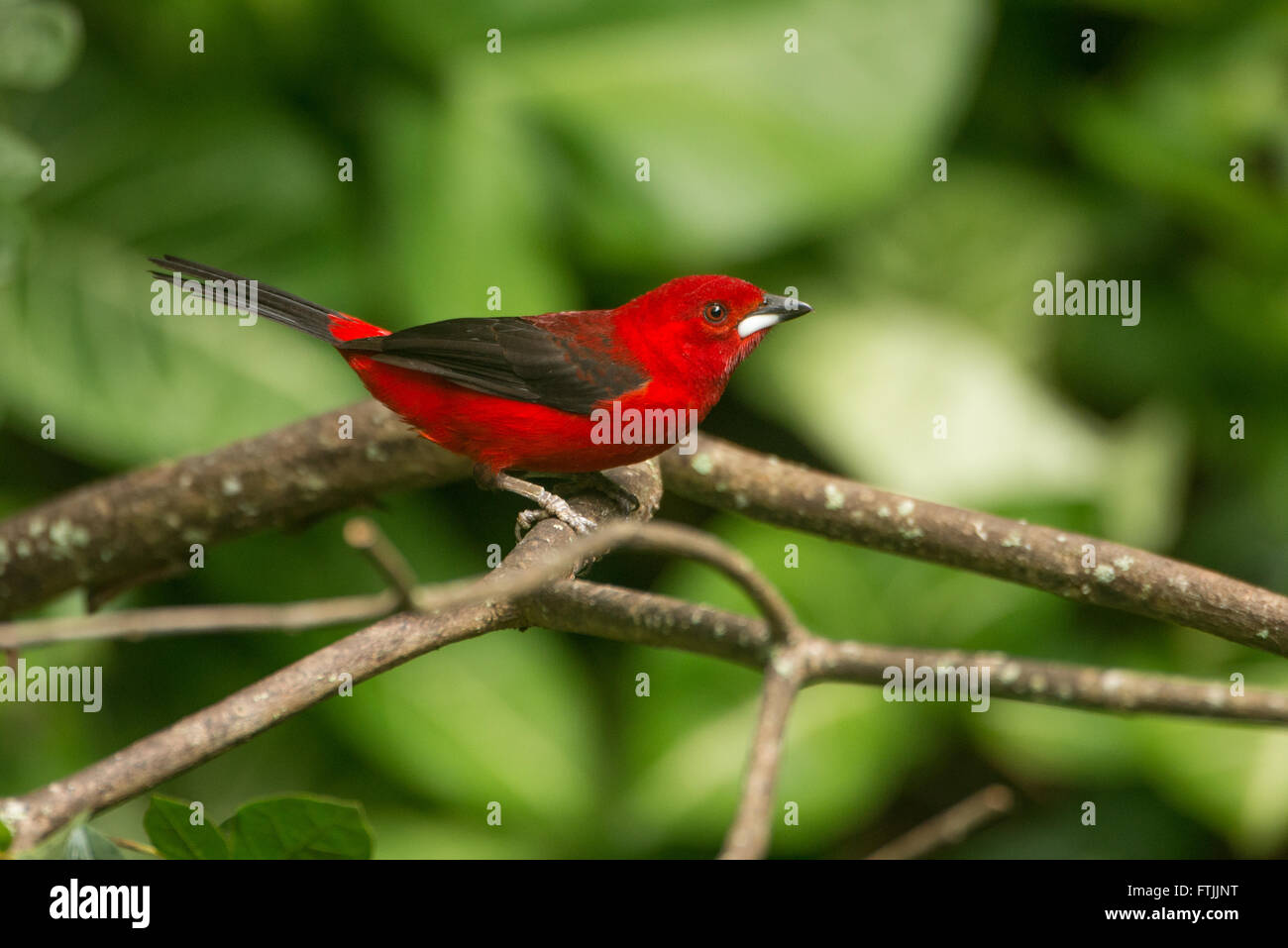 A male Brazilian Tanager from the Atlantic Rainforest of SE Brazil ...