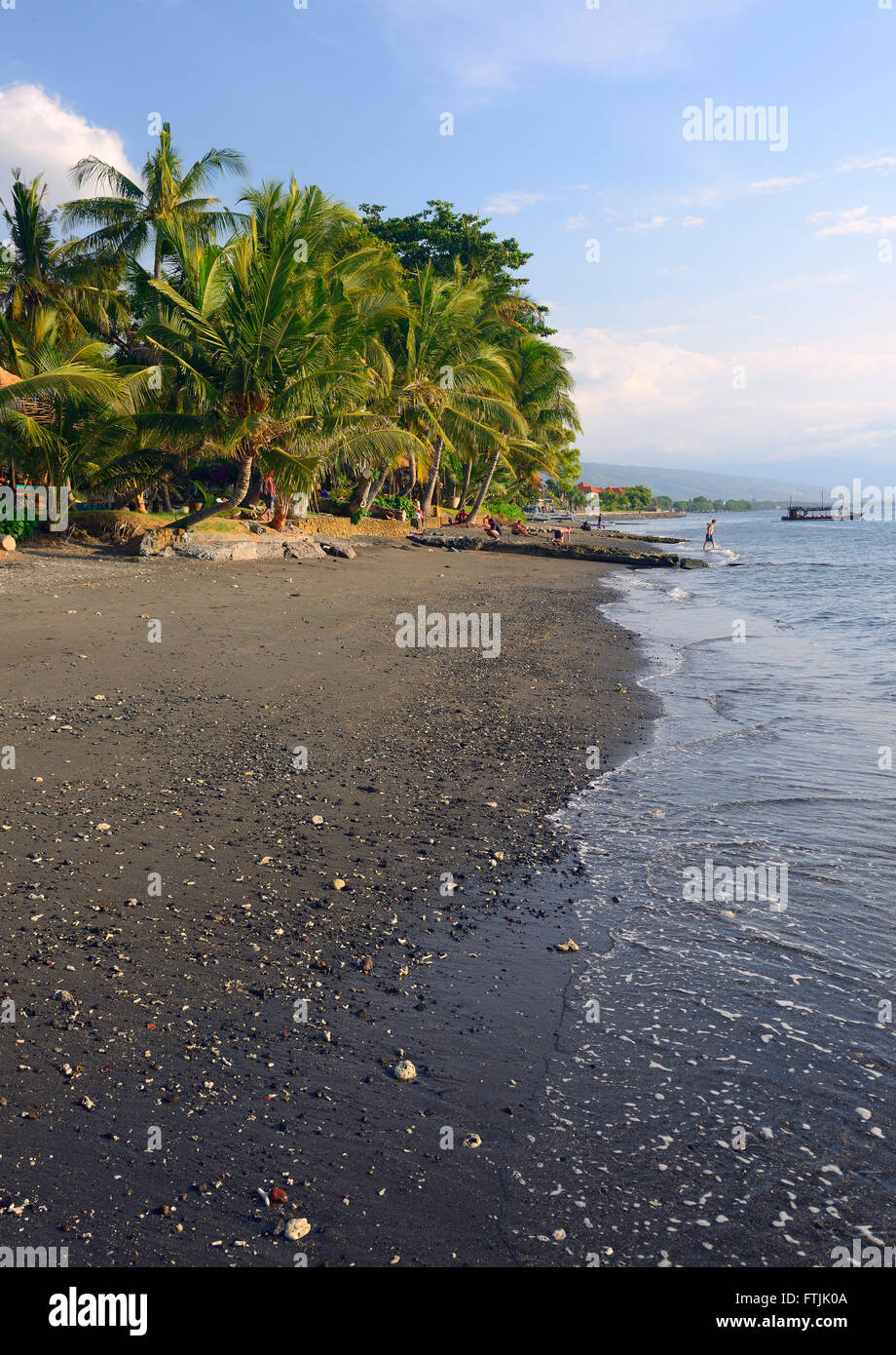 Kokospalmen (Cocos nucifera), am schwarzen Lavastrand von Lovina ...