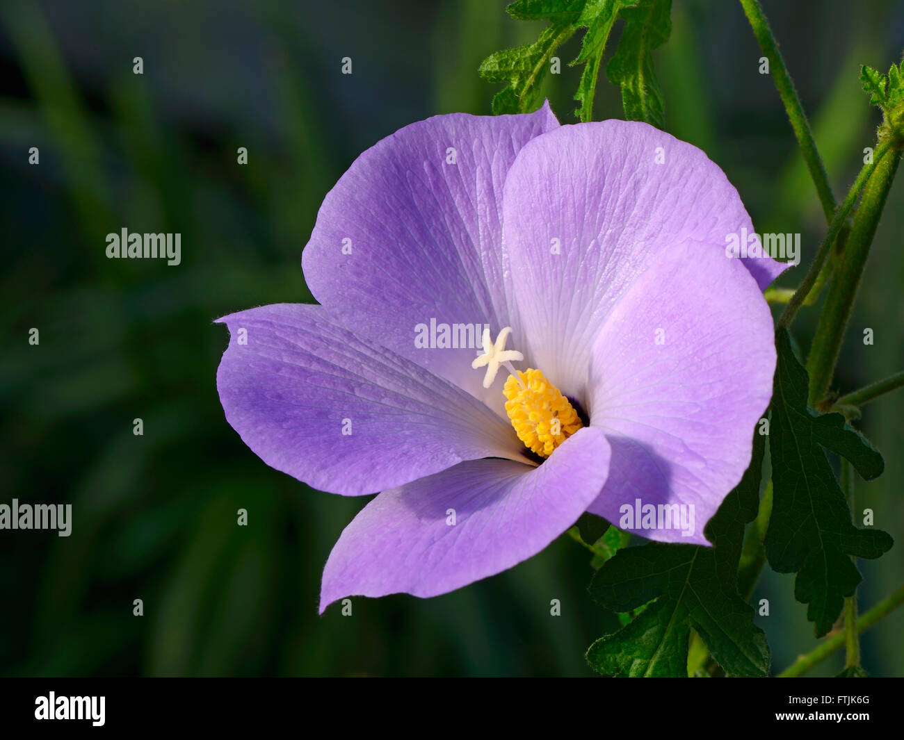 Alyogyne huegelii hi-res stock photography and images - Alamy