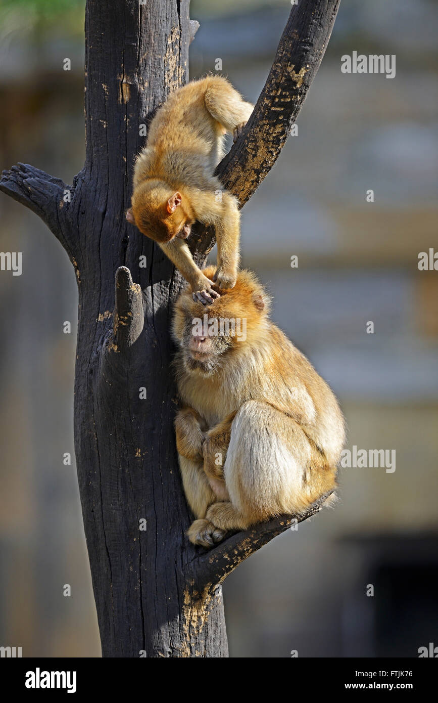 Barbary Monkey (Macaca silvana Stock Photo - Alamy
