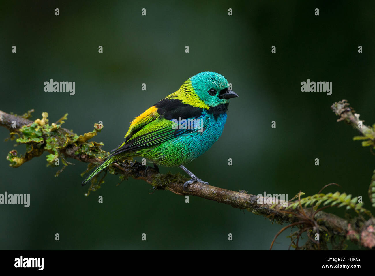 A Green-headed Tanager from the Atlantic Rainforest of Brazil Stock ...