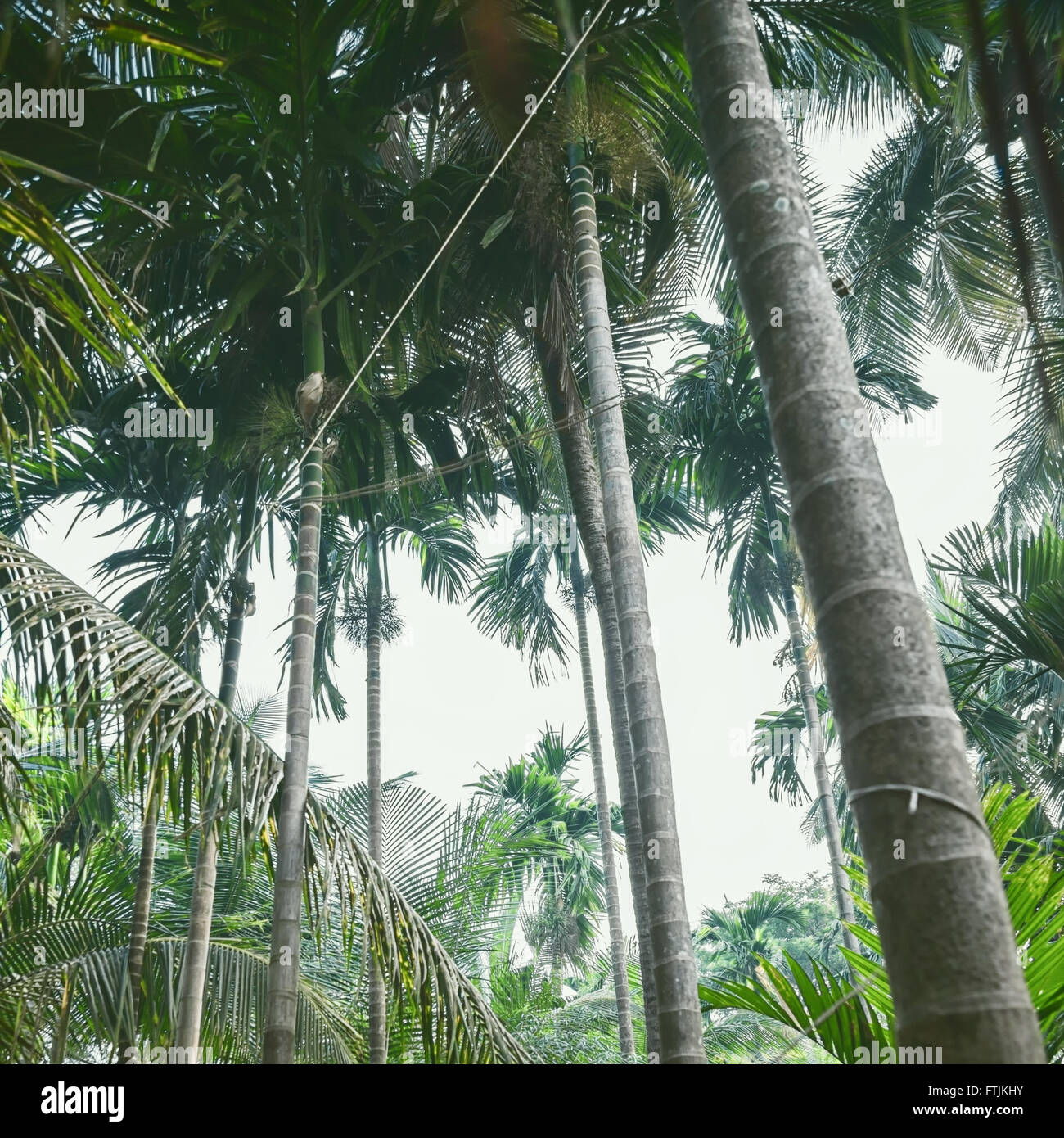 Tall high green palm trees hi-res stock photography and images - Alamy