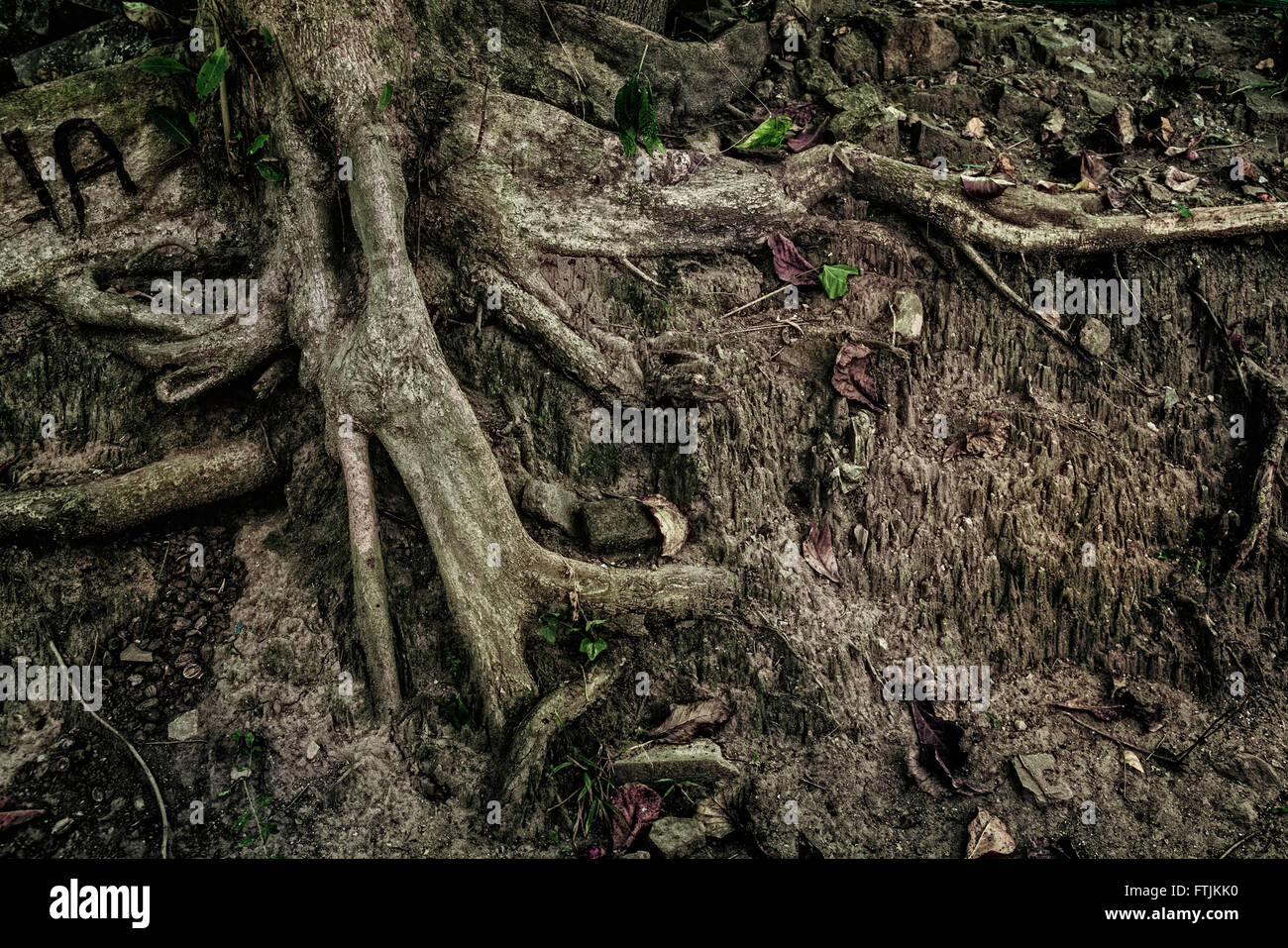 Tree roots sticking out of the soil Stock Photo - Alamy