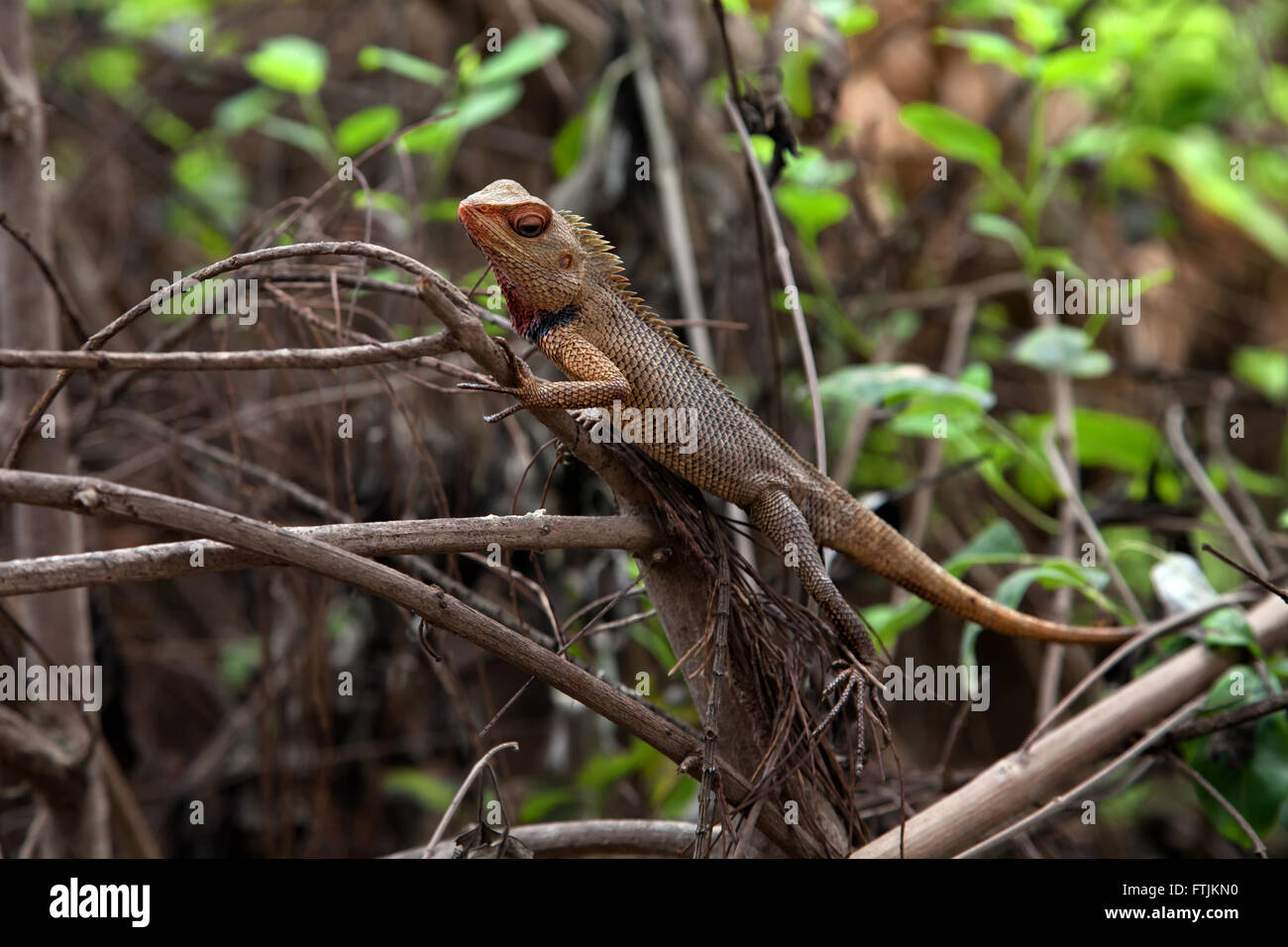 Beautiful tropical lizard on the branches of bush Stock Photo - Alamy