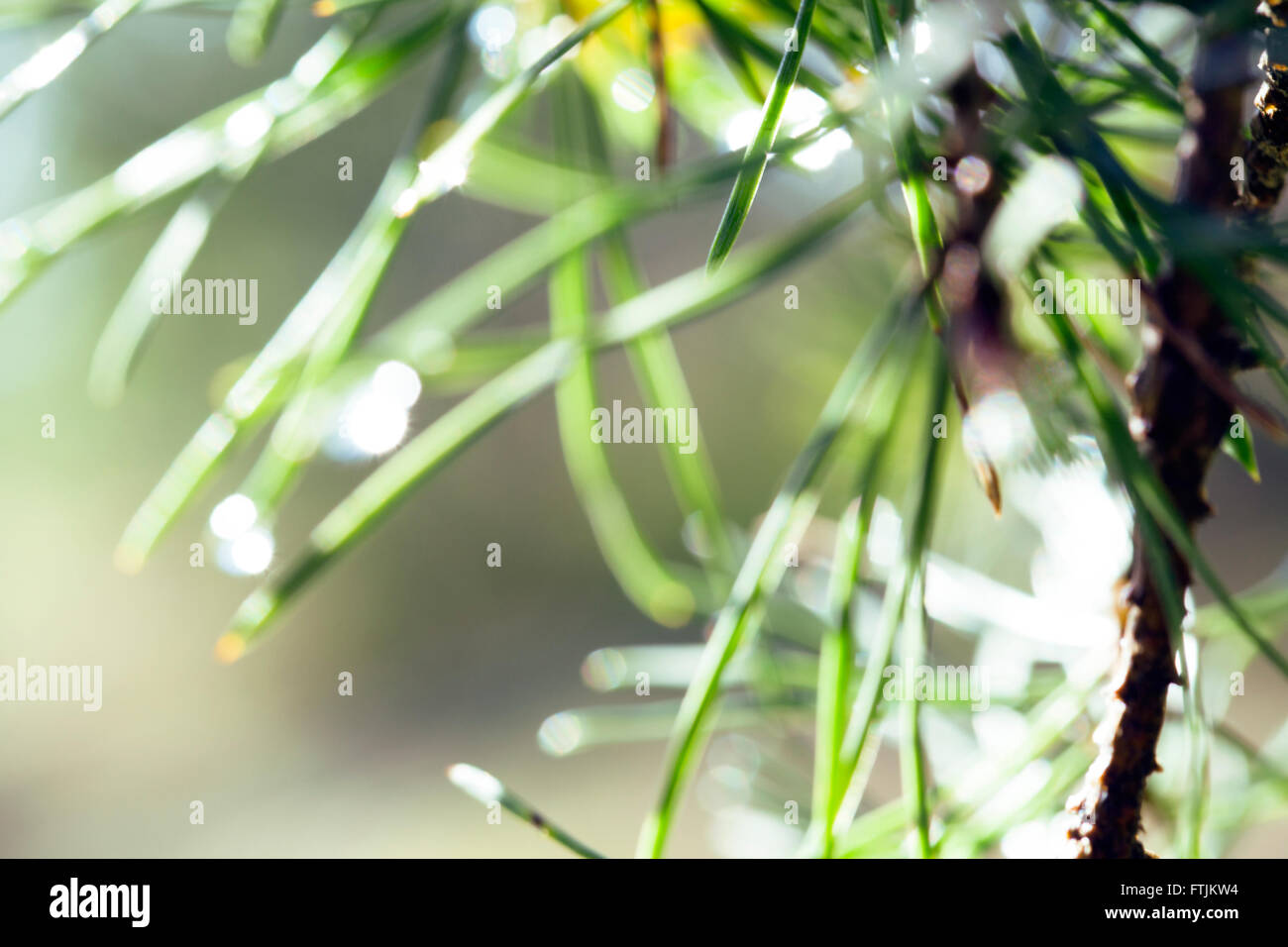 wet forest tree throught sunlight macro, drops of rain water on pine ...