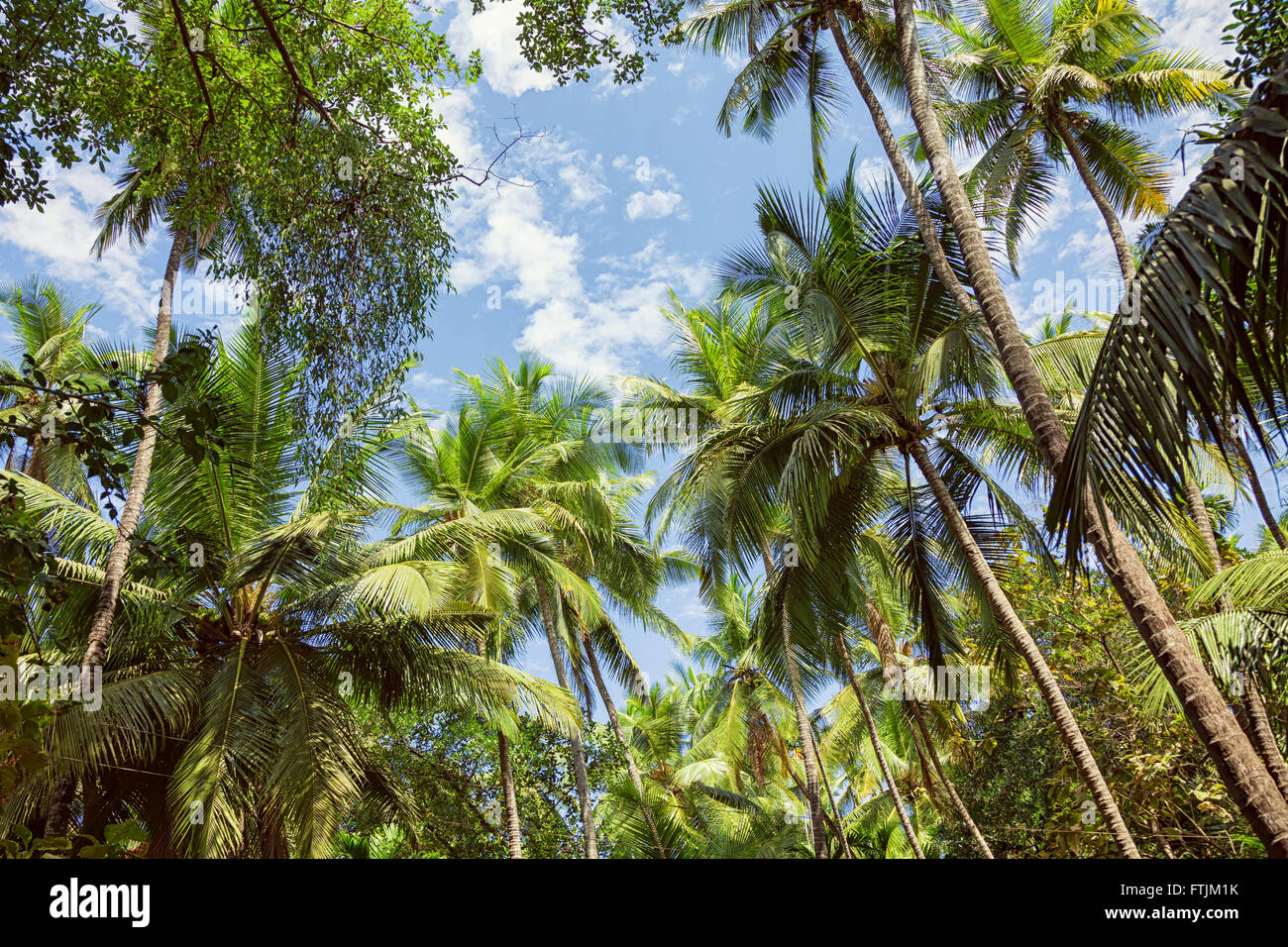 Palm tree tops against hi-res stock photography and images - Alamy