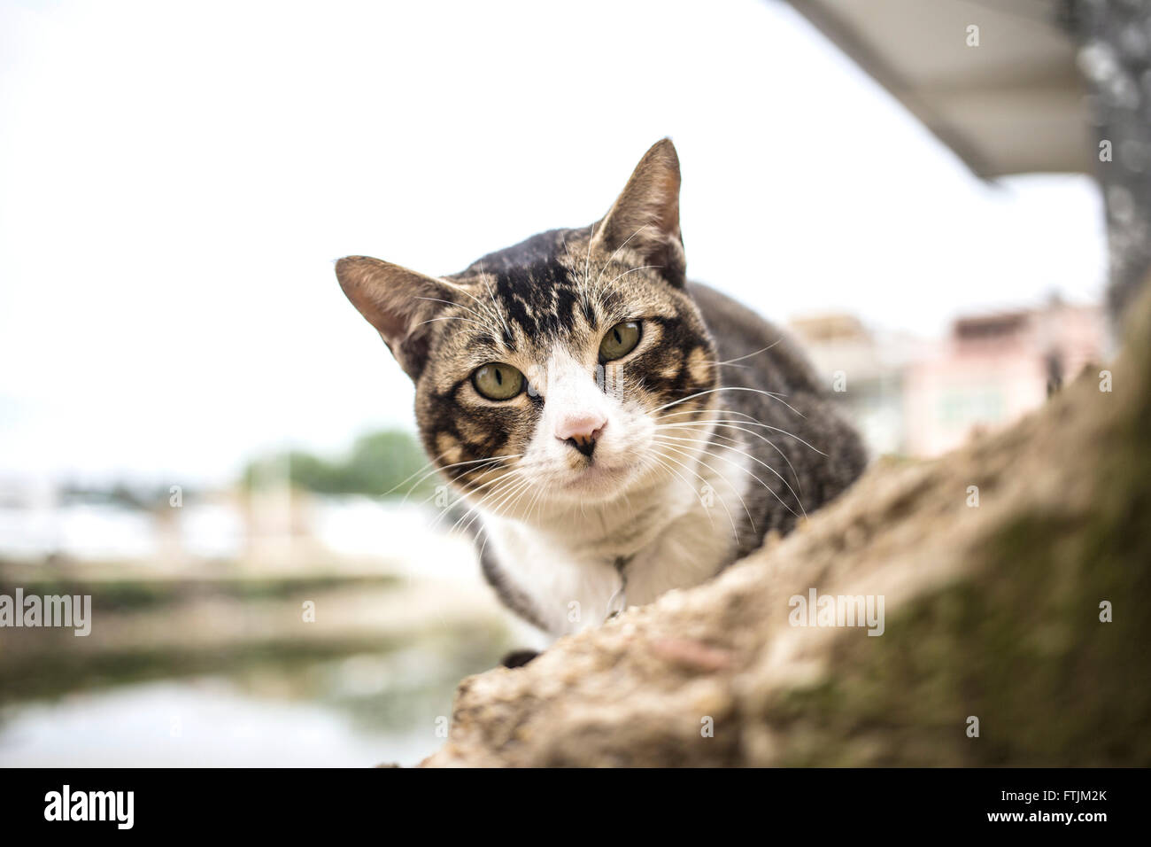 A cat gazing intently at the front Stock Photo - Alamy