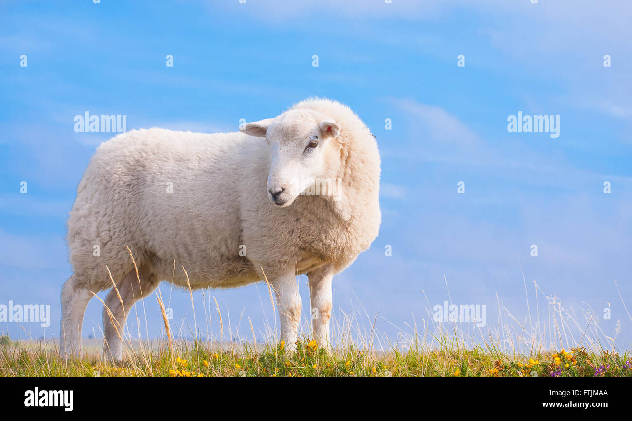 A lone sheep standing on grass against blue sky. Photographed from a ...