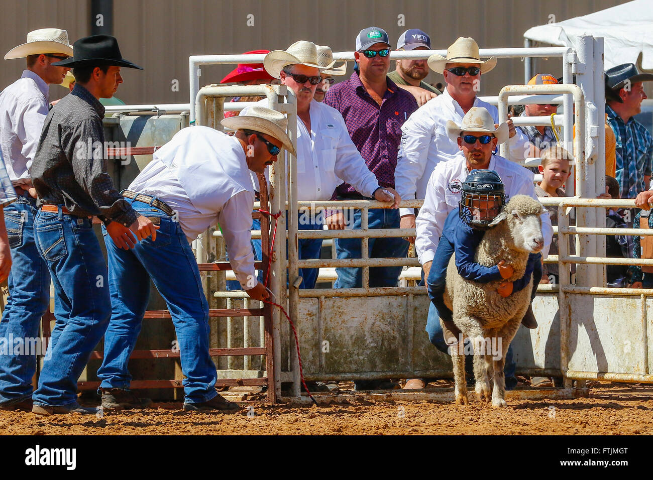 Young child riding on the back of a sheep, taking part in "Mutton ...