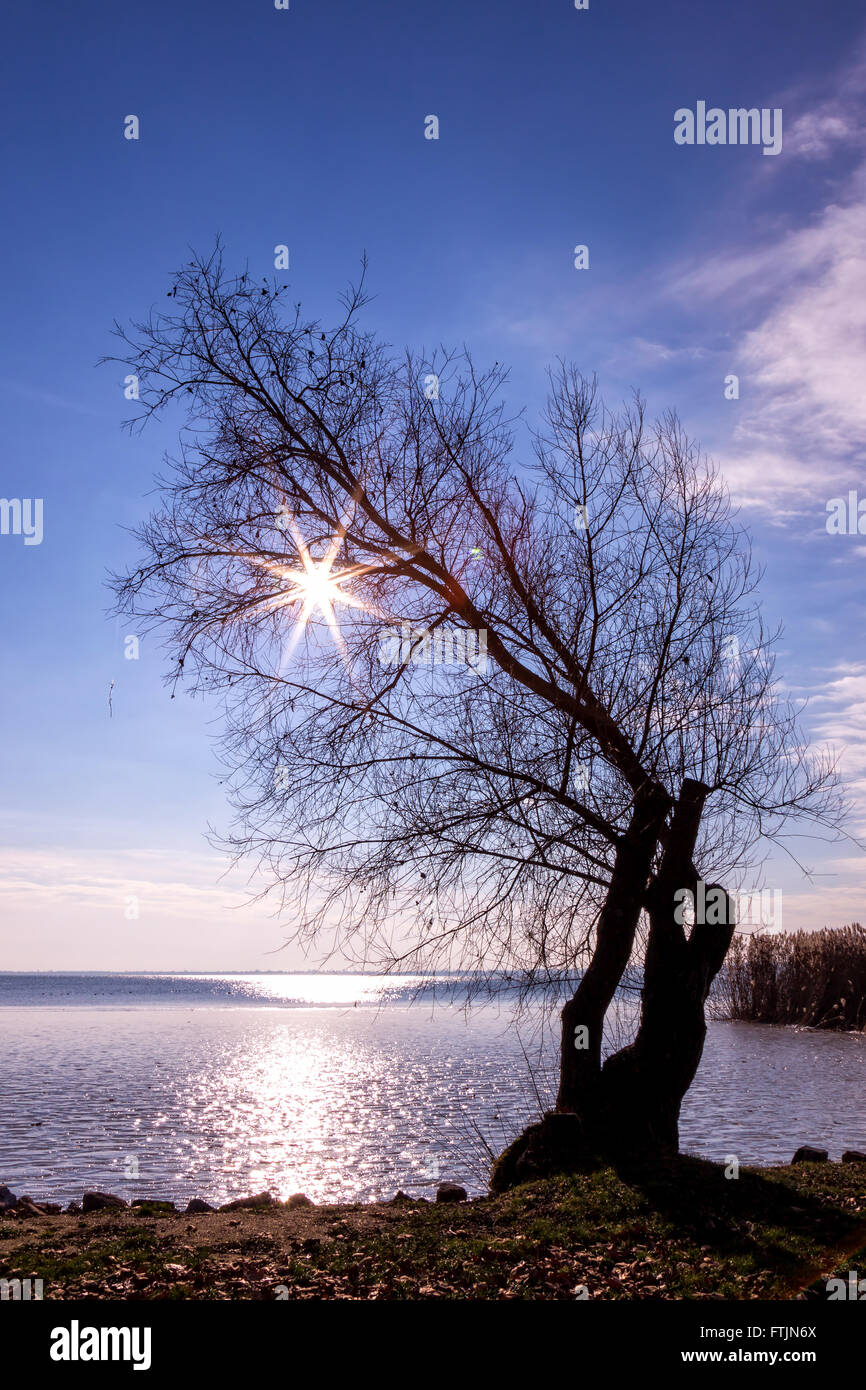 Beautiful sunset with tree Stock Photo - Alamy
