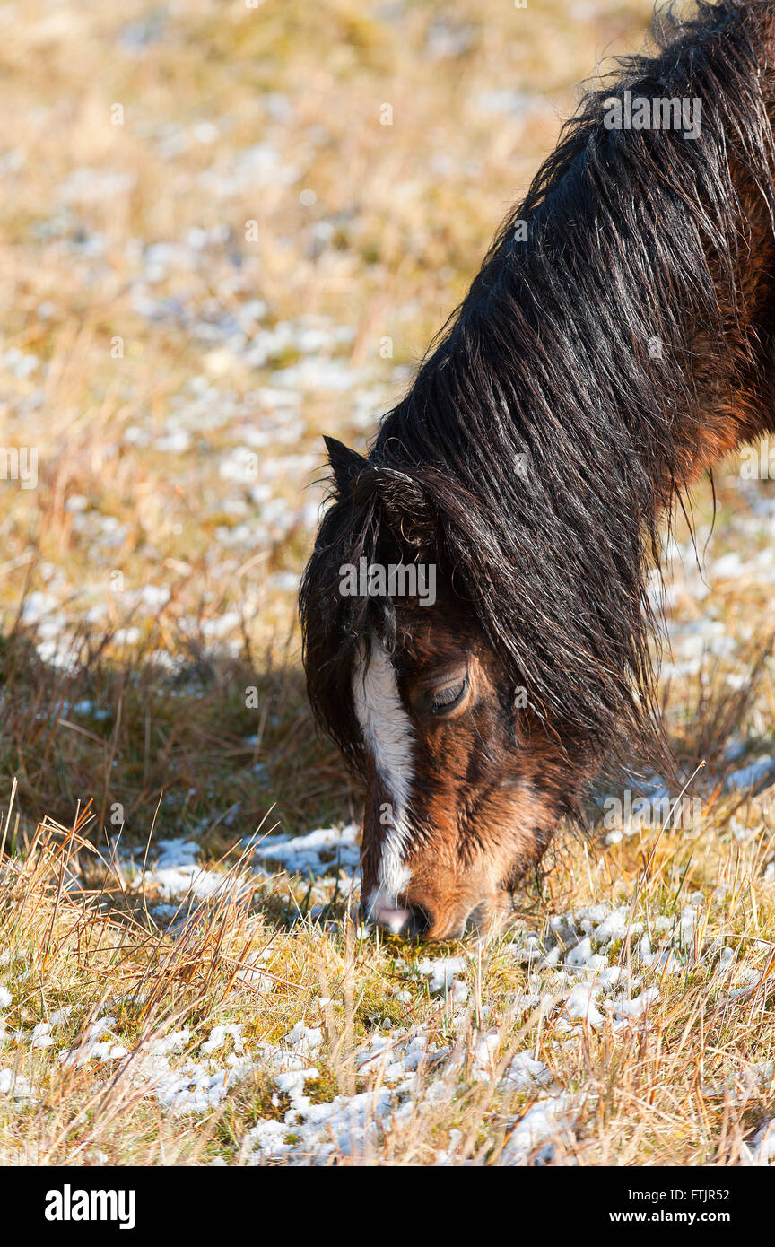 Night pony hi-res stock photography and images - Alamy