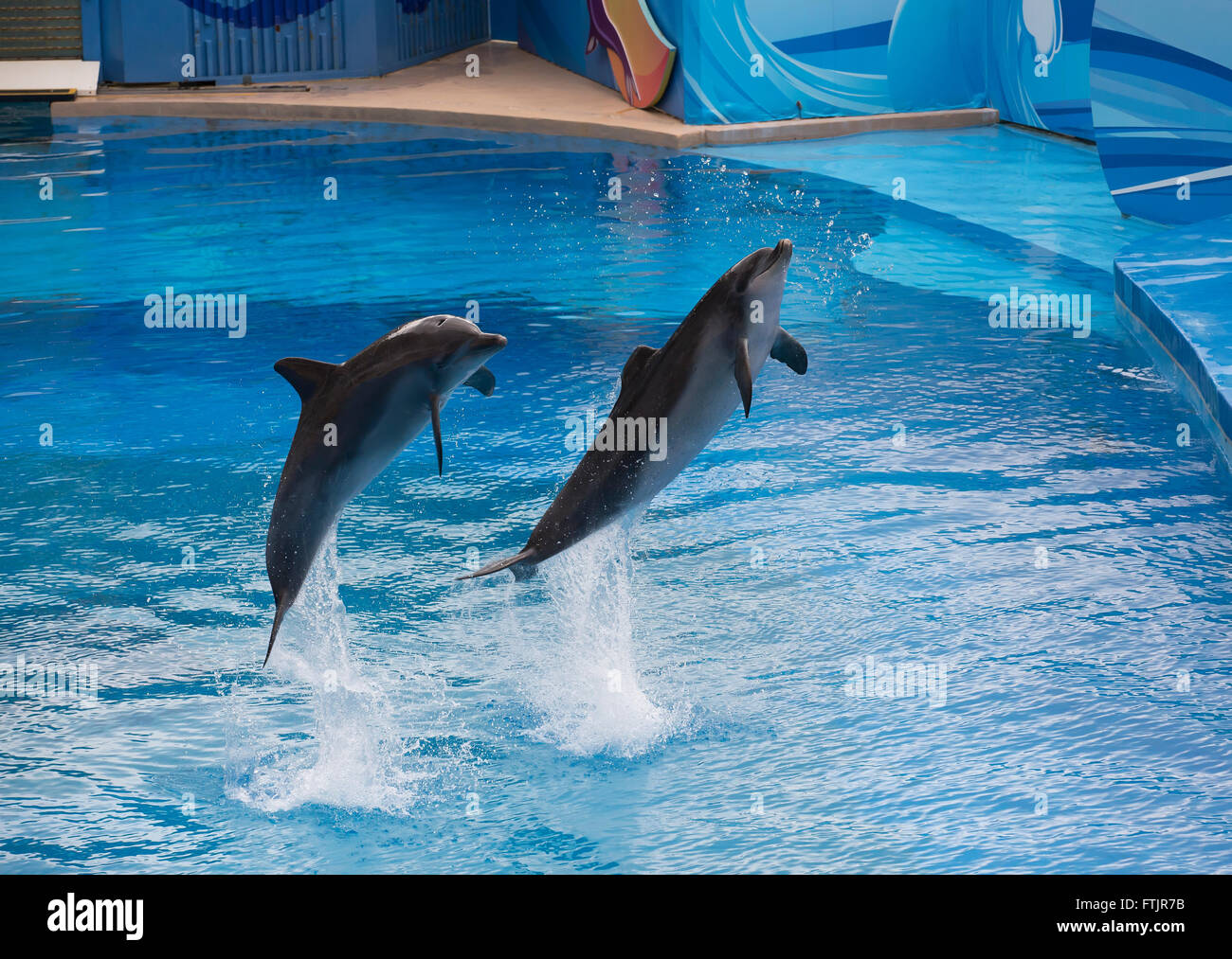 Panda dolphins hi-res stock photography and images - Alamy