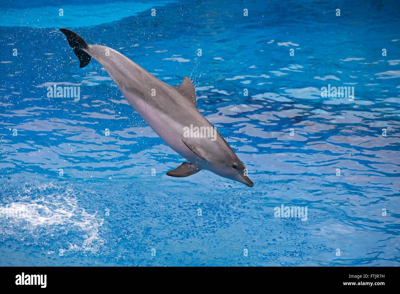 Dolphins perform acrobatics during a show at Ocean Park in Hong Kong ...
