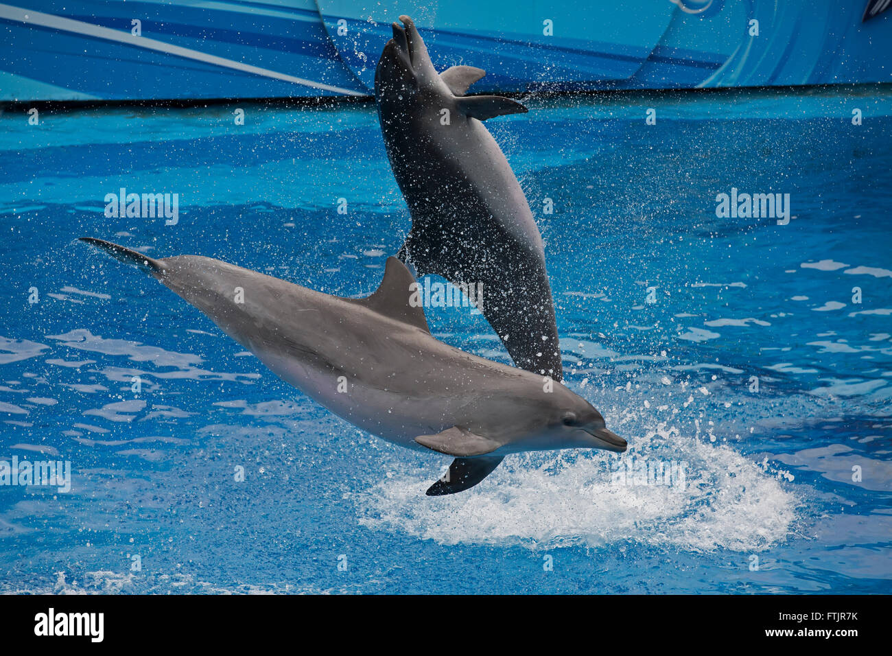 Dolphins perform acrobatics during a show at Ocean Park in Hong Kong ...