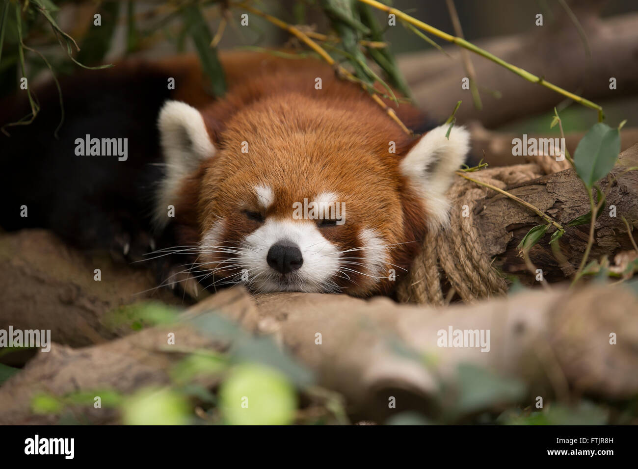Red Panda in Ocean Park Hong Kong Stock Photo - Alamy