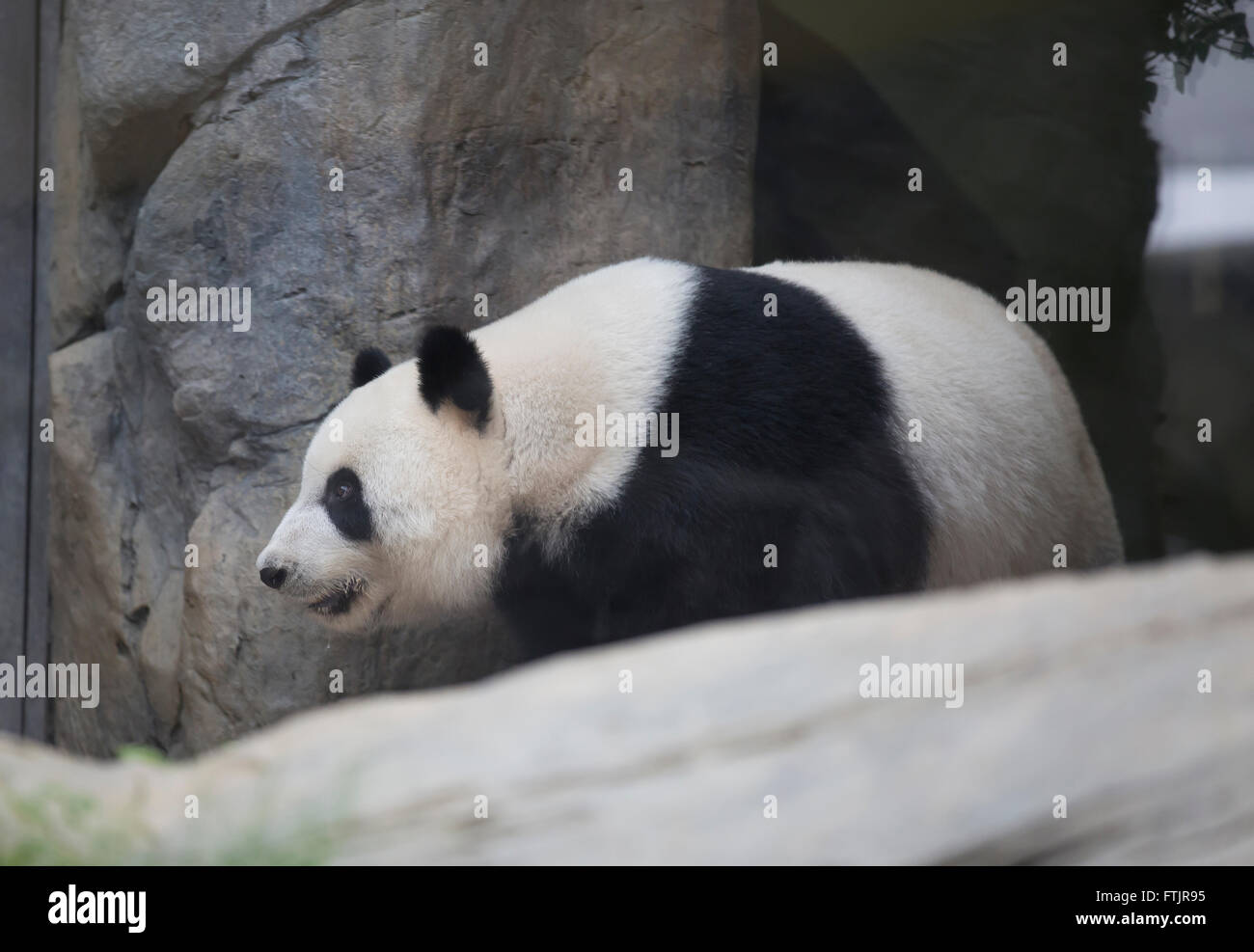 Giant Panda in Ocean Park Hong Kong Stock Photo - Alamy