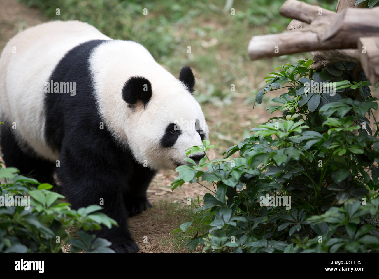 Giant Panda in Ocean Park Hong Kong Stock Photo - Alamy