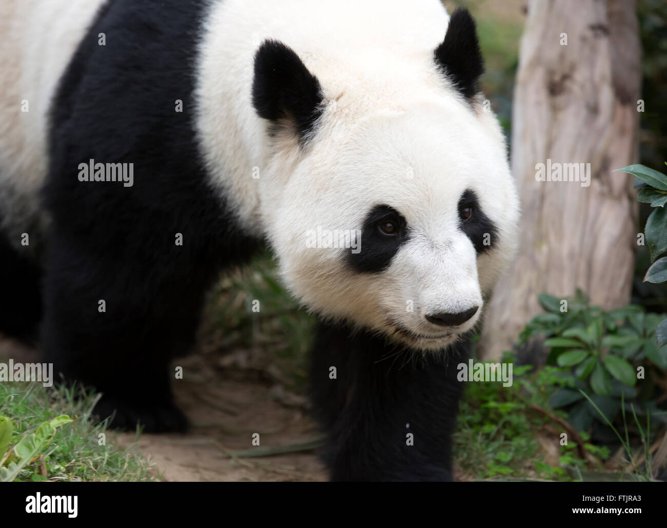 Giant Panda in Ocean Park Hong Kong Stock Photo - Alamy