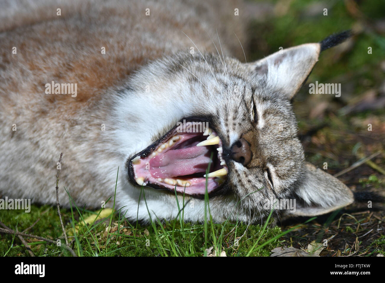 Edertal, Germany. 29th Mar, 2016. A young Lynx yawning in its enclosure ...