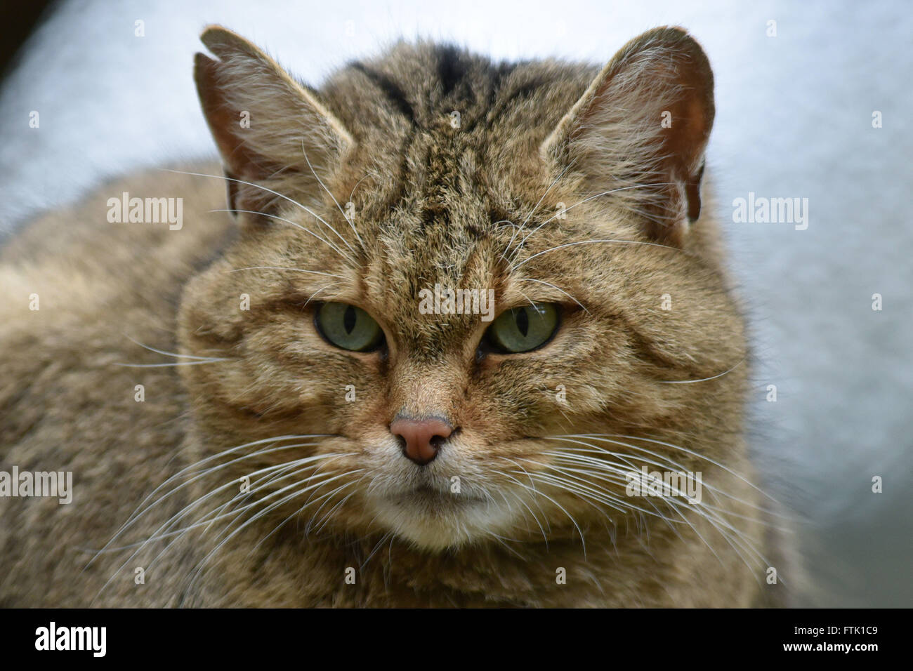 Edertal, Germany. 29th Mar, 2016. A wildcat in its enclosure at the ...