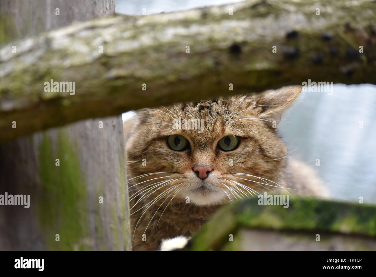 Edertal, Germany. 29th Mar, 2016. A wildcat in its enclosure at the ...