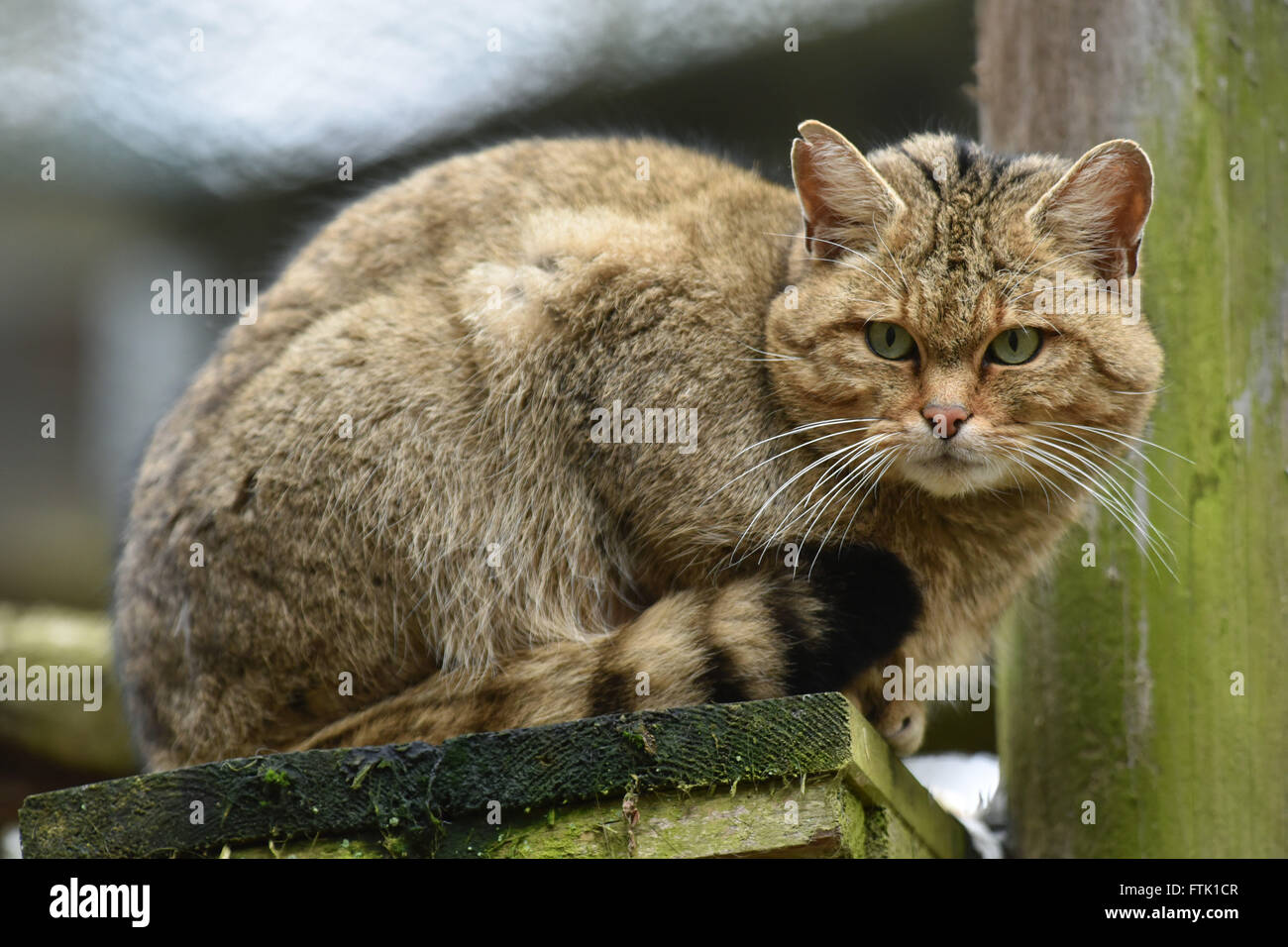 Edertal, Germany. 29th Mar, 2016. A wildcat in its enclosure at the ...